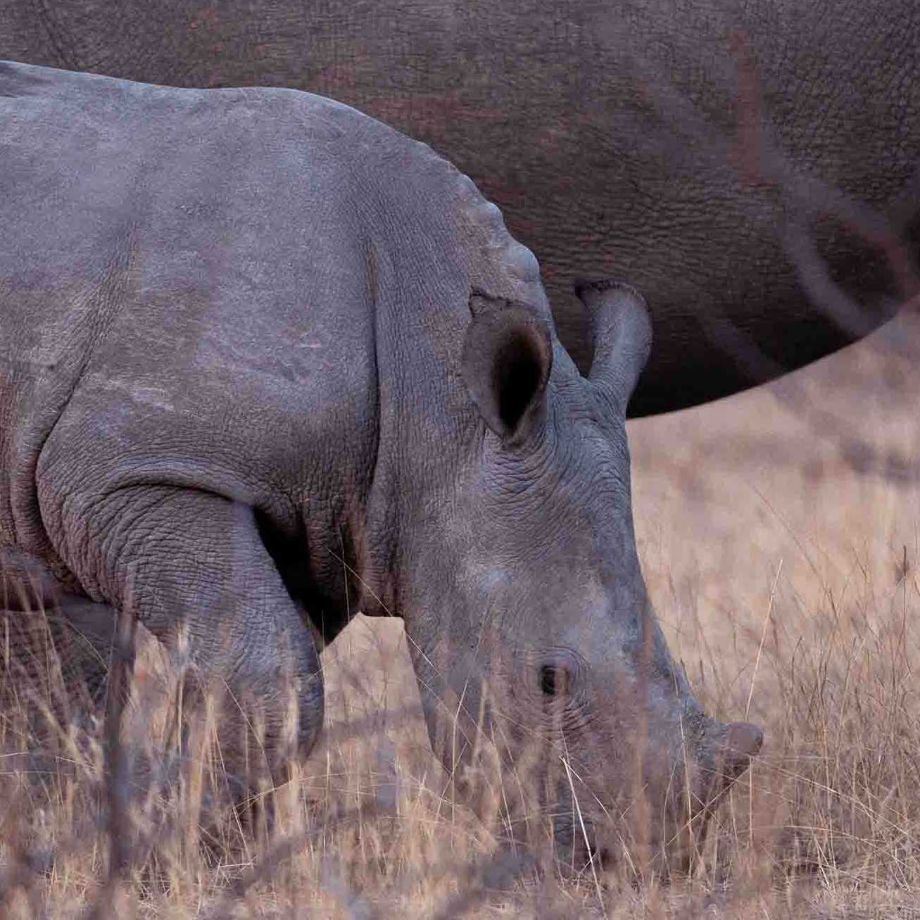 Southern Africa Safari | Botswana and Zimbabwe small group wildlife ...