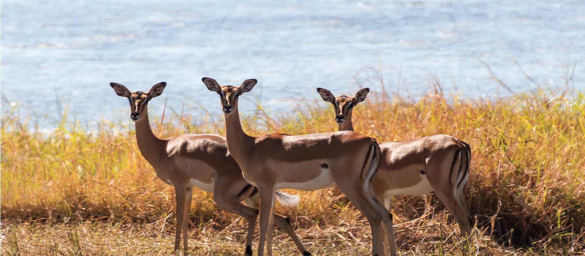 Botswana safari | World Expeditions