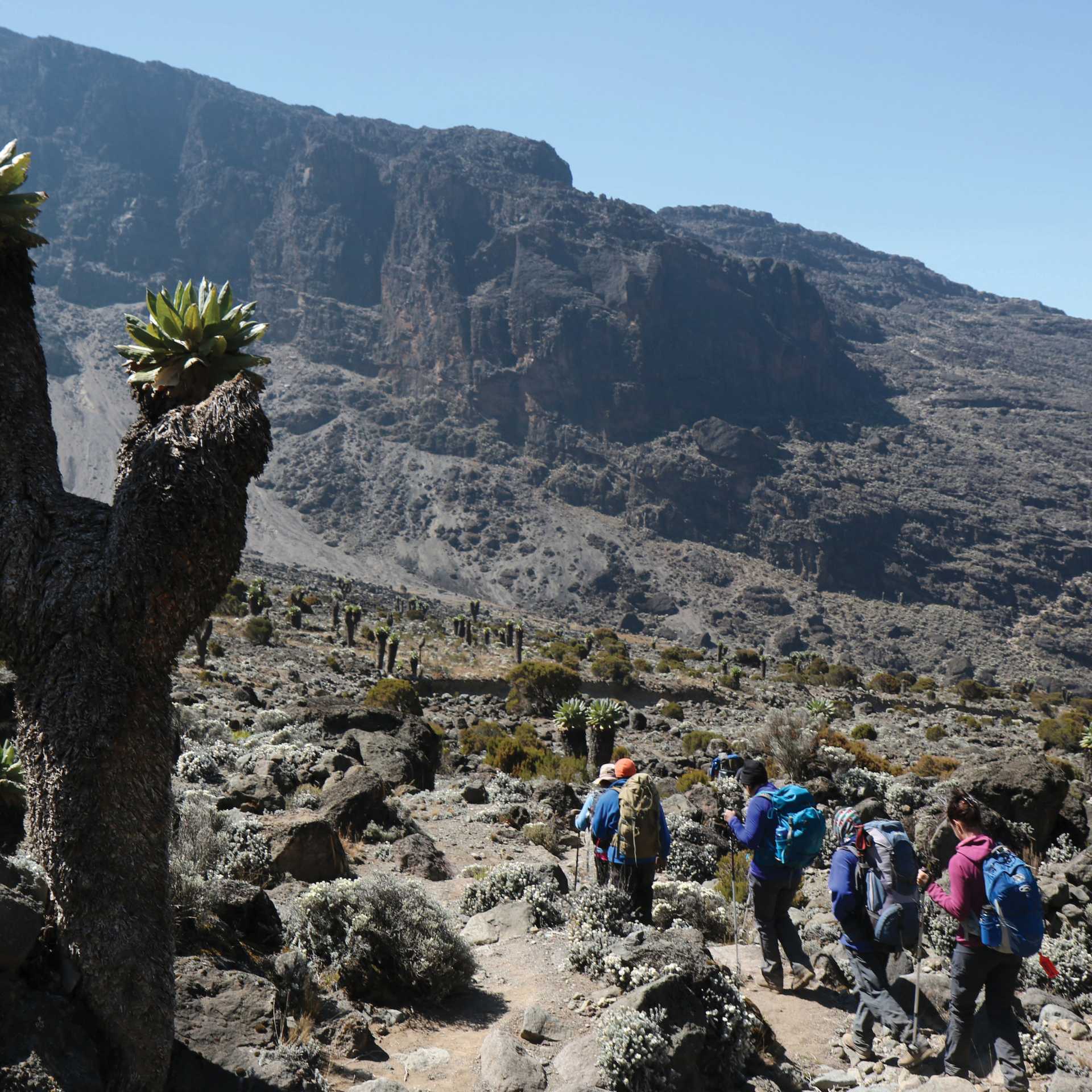 Kilimanjaro - Machame Route Trek | Kilimanjaro Trekking Tours | World ...