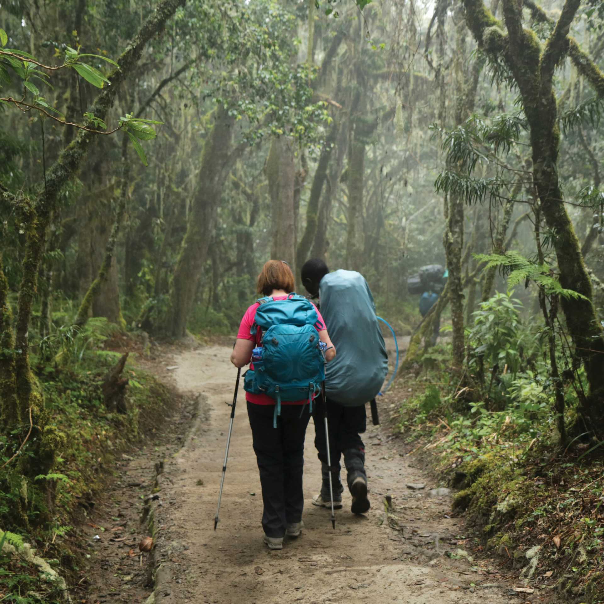 Kilimanjaro - Lemosho Route Trek | Kilimanjaro Climbs & Tours | World ...