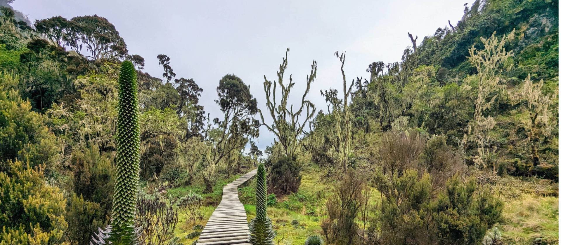 Rwenzori Weismann's Peak Trek