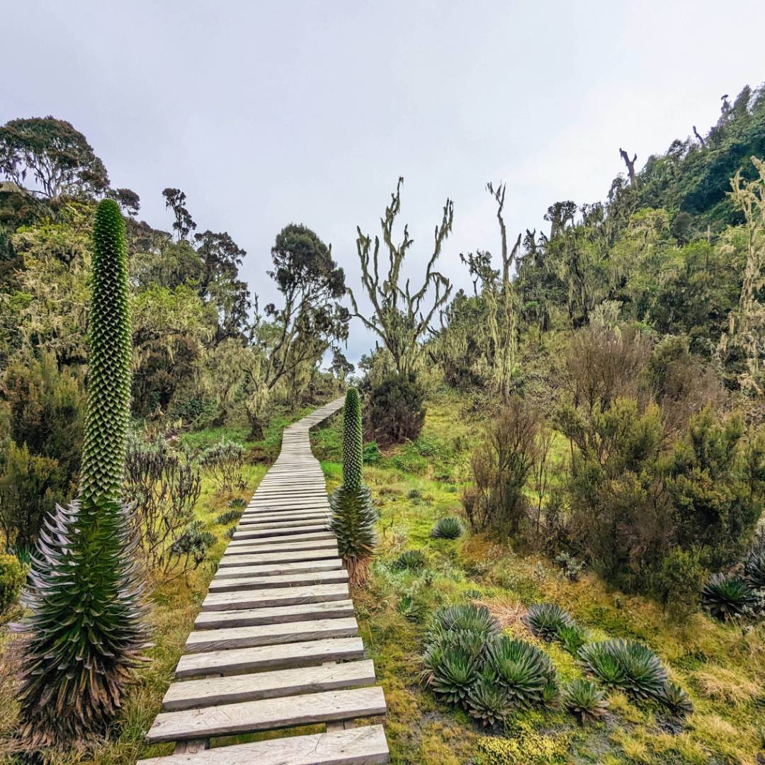 Rwenzori Weismann's Peak Trek