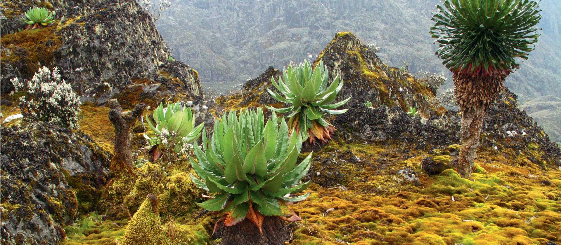Rwenzori Weismann's Peak Trek