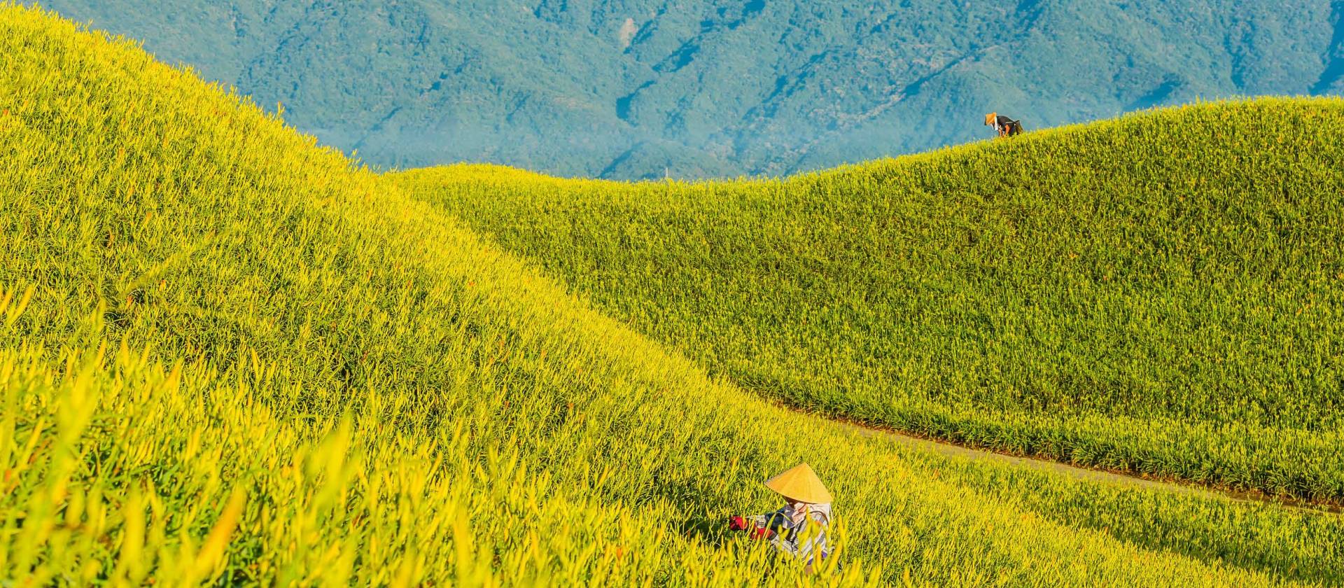 Taiwan Cycling Tours | Taiwanese Guided Cycling Tours