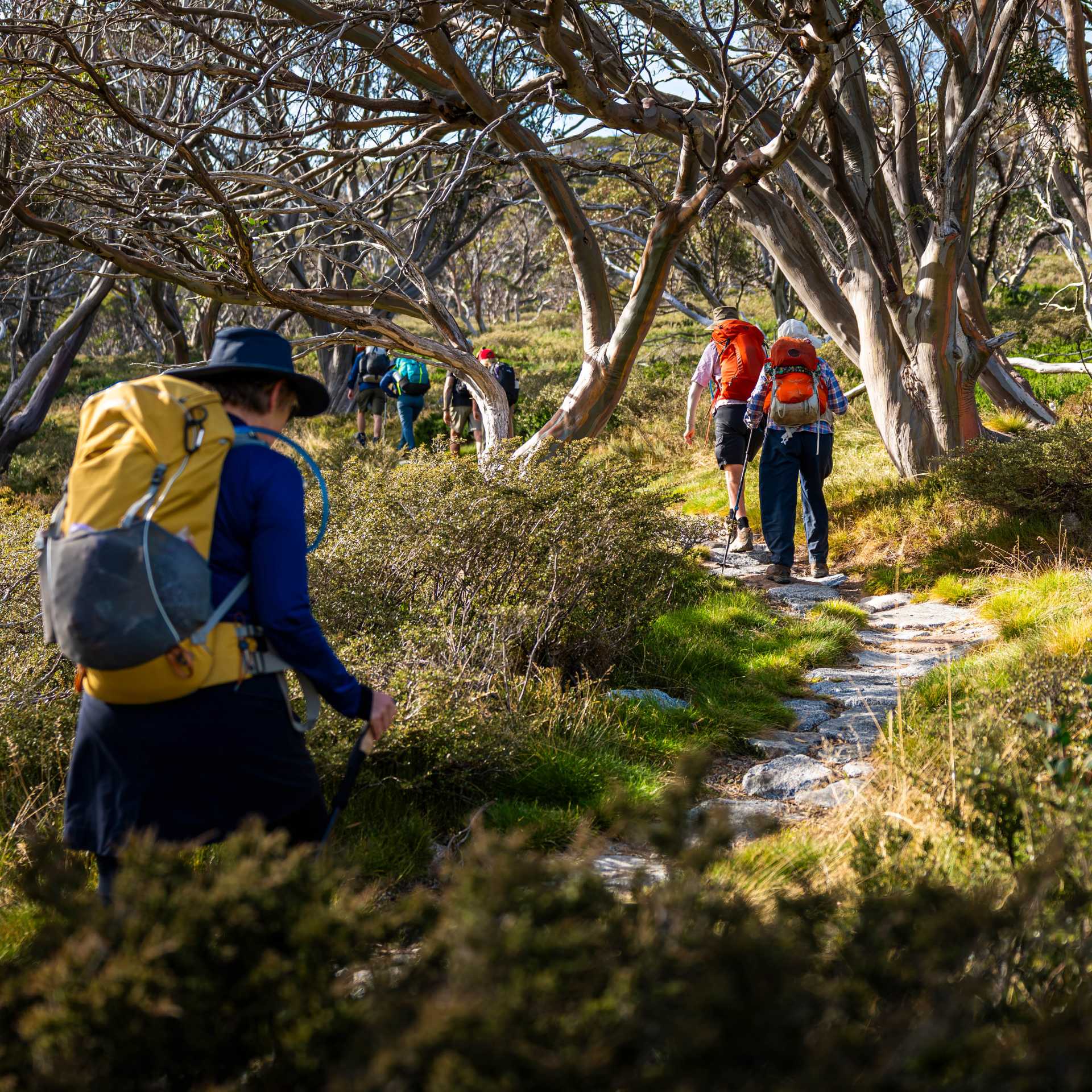 Snowies Alpine Guided Walk | Hike Mt Kosciuszko NSW