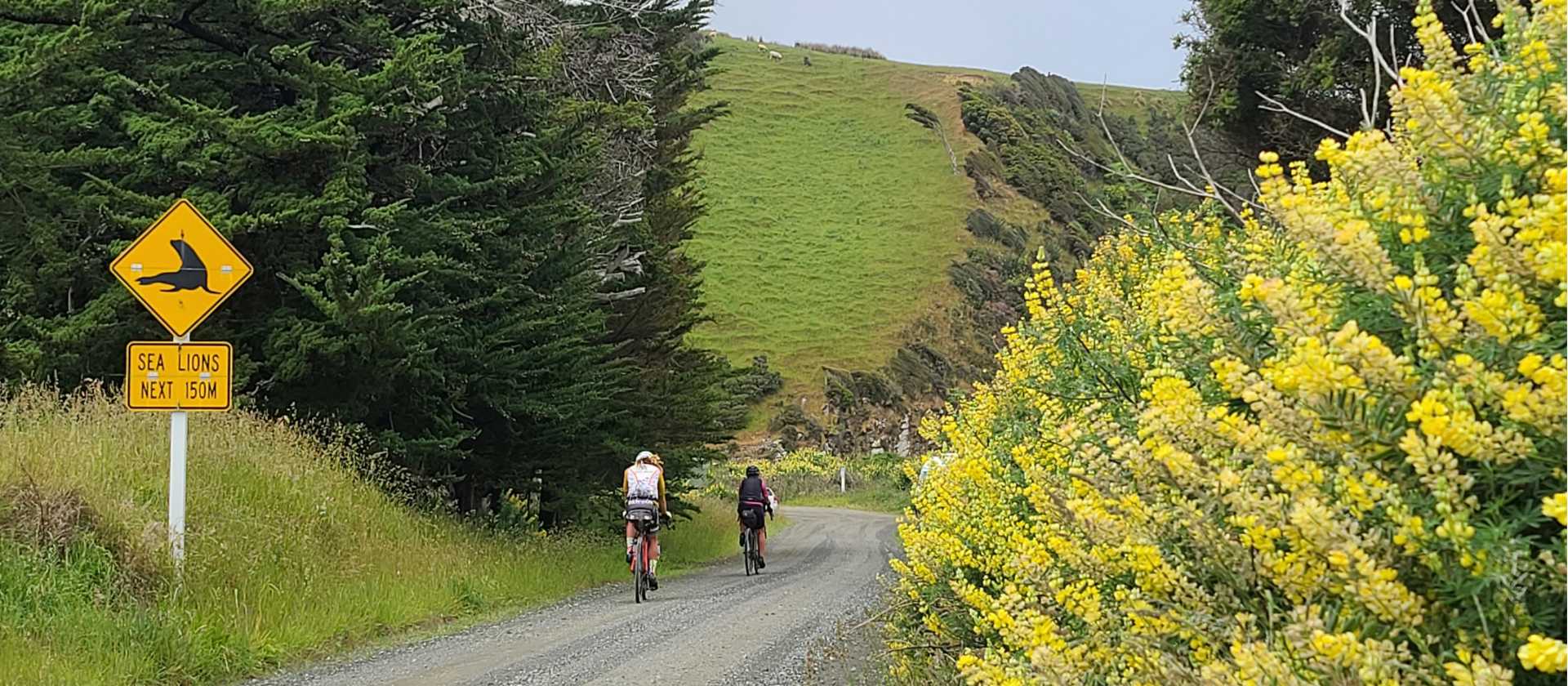 Southern Coast Cycle Road Cycling Trip New Zealand