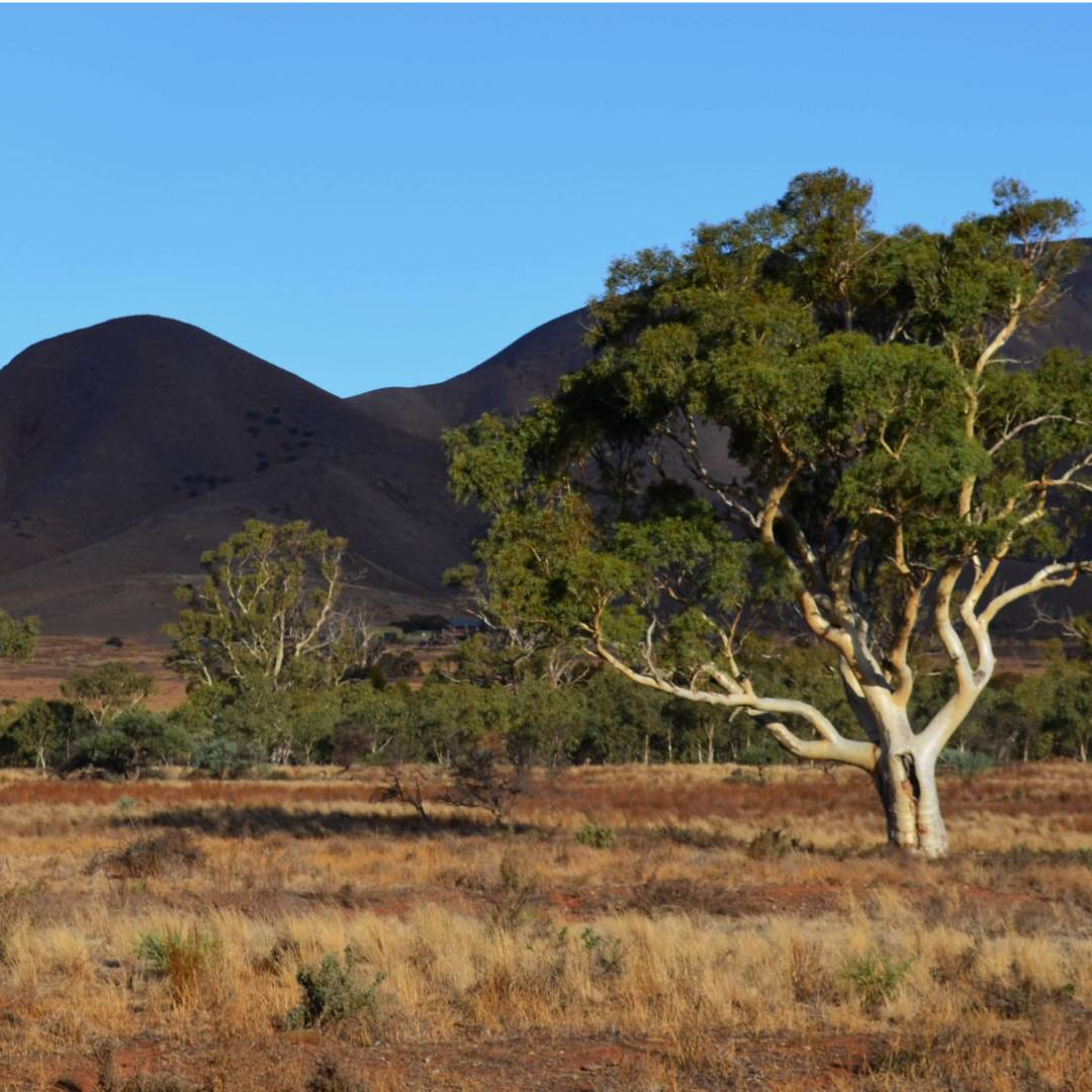 Family Heysen & Flinders Ranges Adventure Tour | Family Walking Trips ...