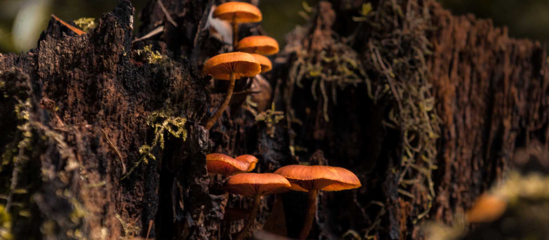 Tarkine Rainforest Walking Tour | Takayna Tasmania Hiking Trips