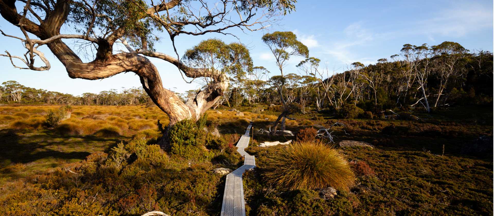 The Overland Track Family