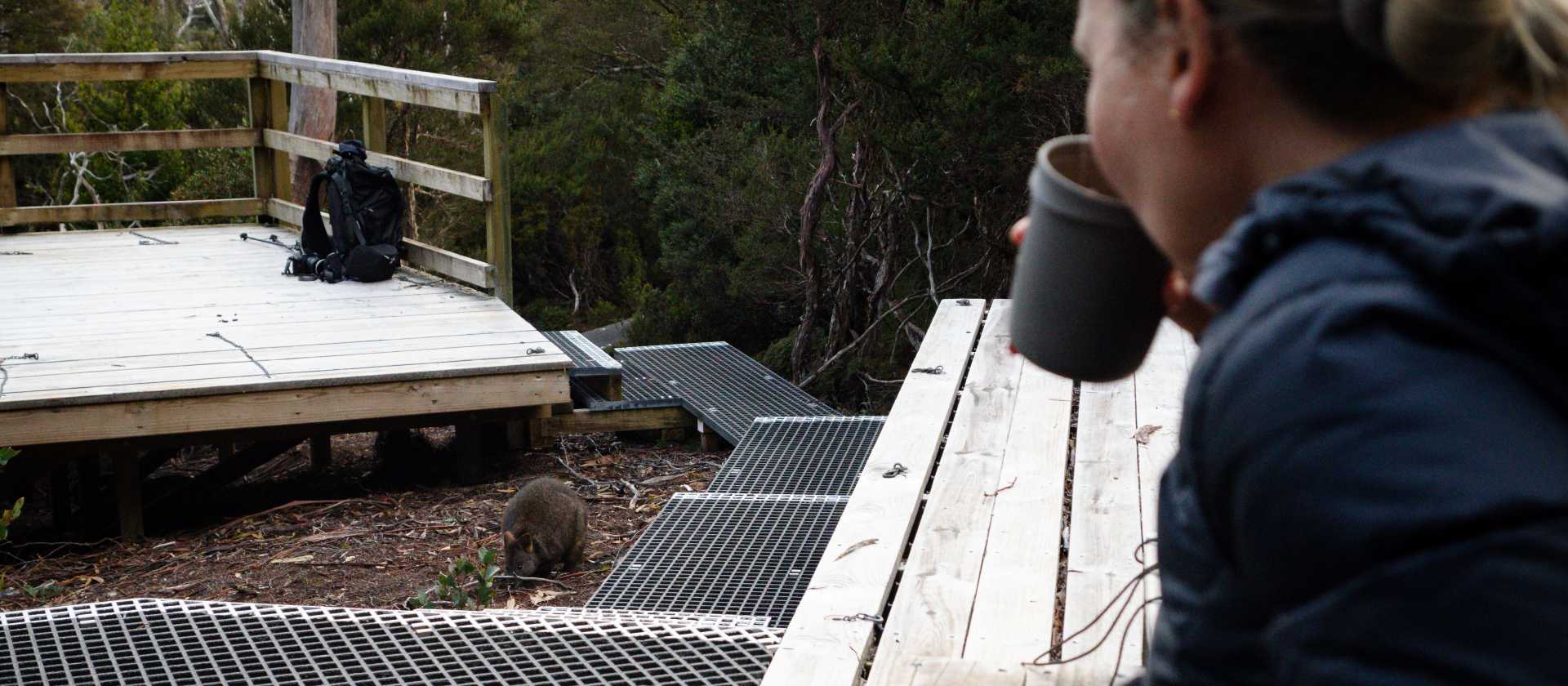 The Overland Track Family