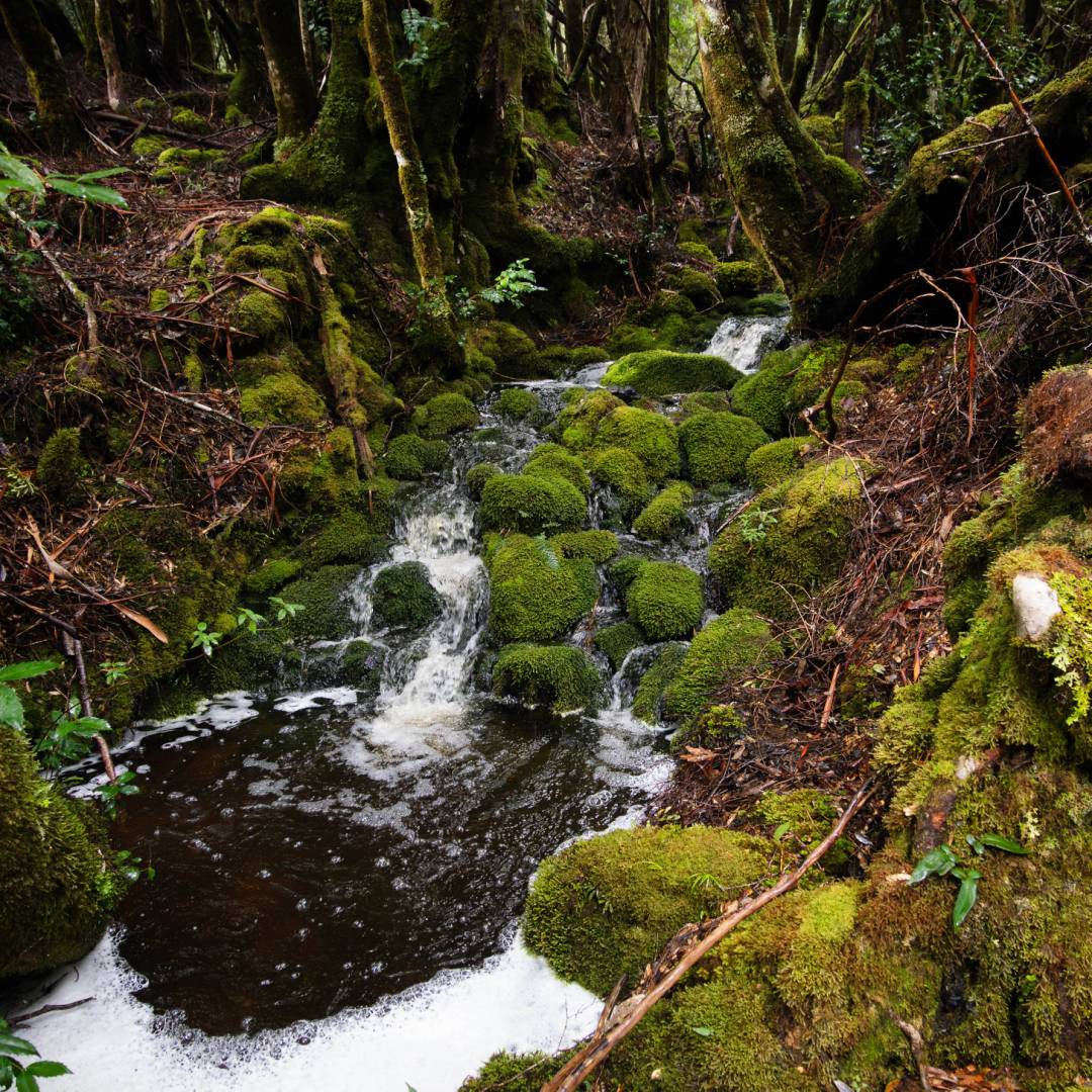 The Overland Track Family