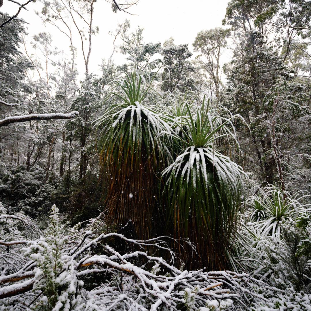 Overland Track Winter Hike | Overland Track Treks Tasmania