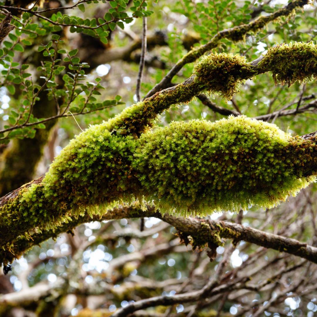 Overland Track Self Guided Walk | Overland Track Tours Tasmania