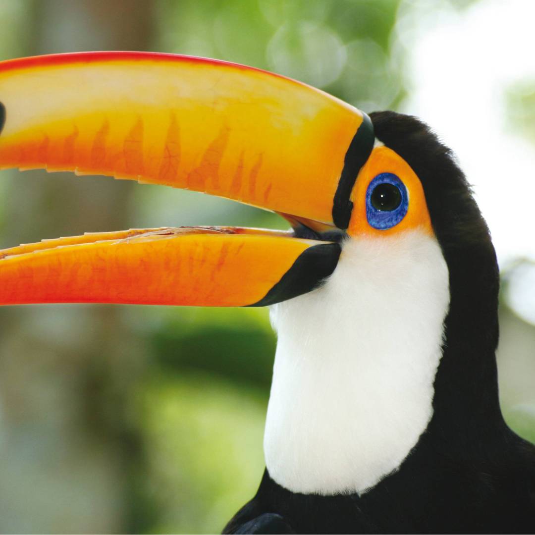 Costa Rica Photography with Alex Cearns