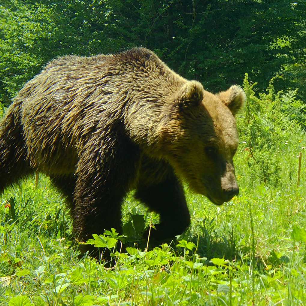 Coexistence for Conservation: Human - Brown Bear Harmony