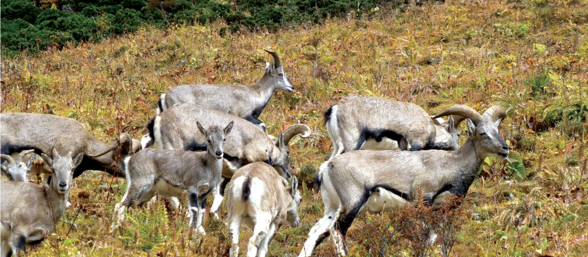 Bhutan Snowman Exploratory Trek | Remote Bhutan Trekking Tours | World ...