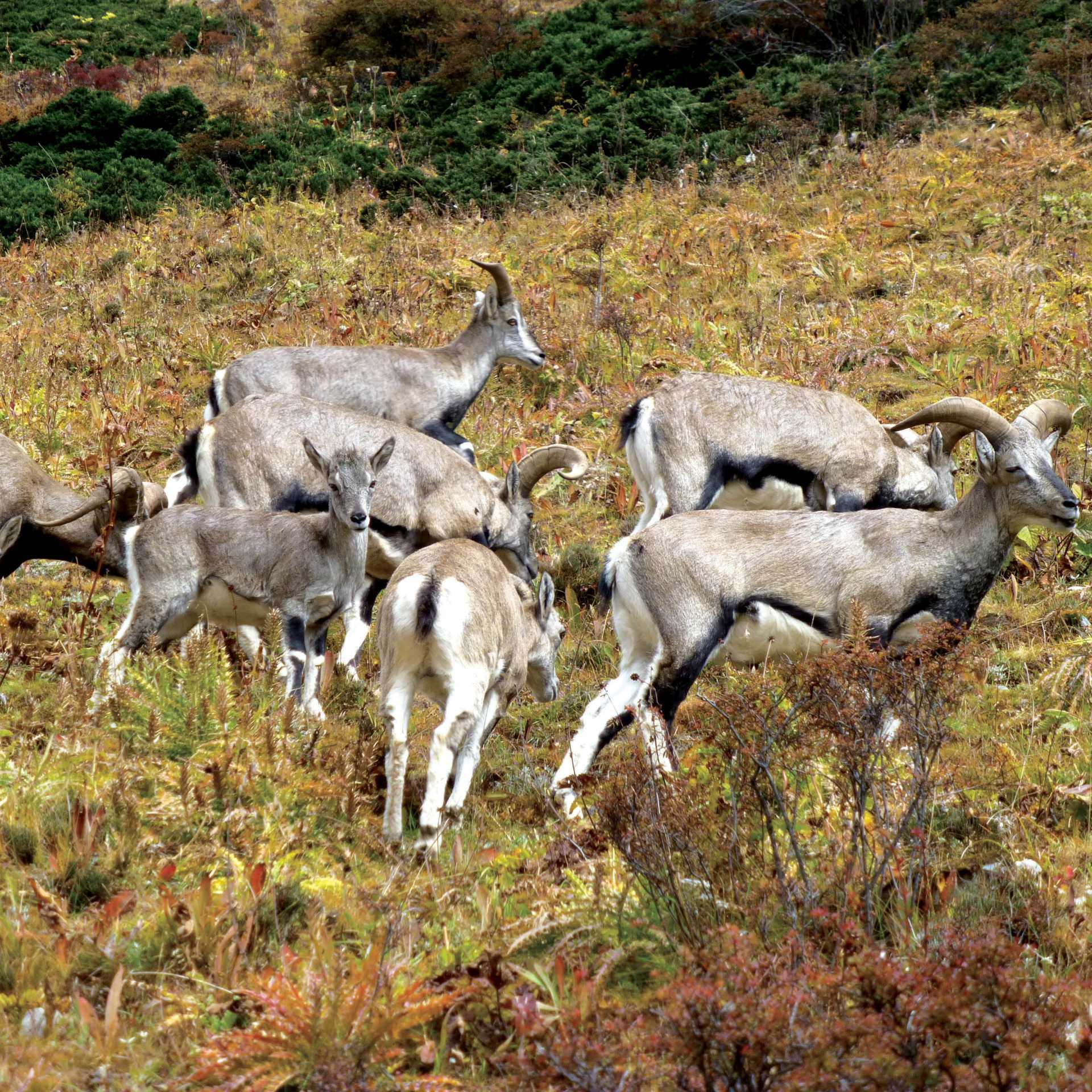 Bhutan Snowman Trek | The Himalaya's Finest Trek | World Expeditions