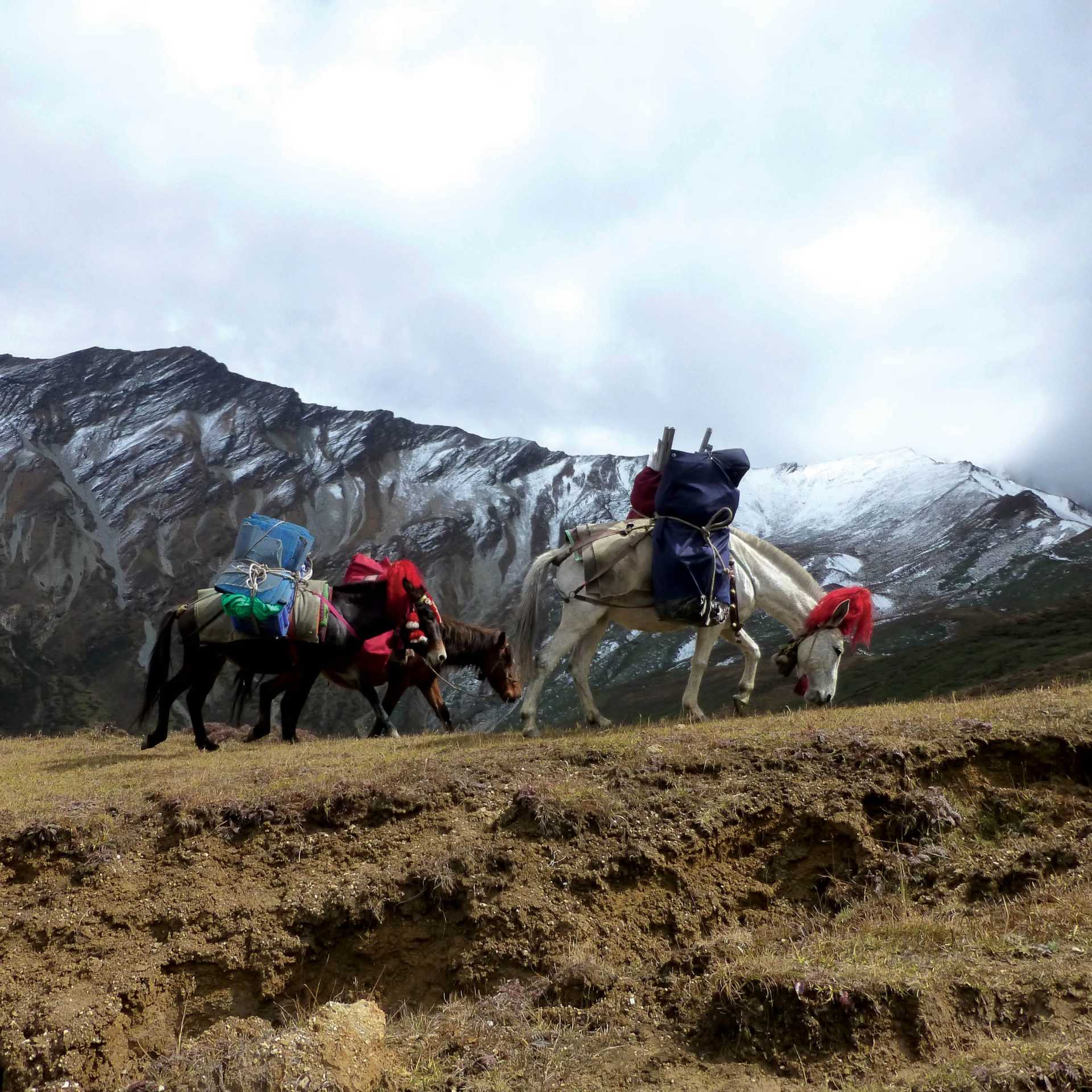 Jomolhari Base Camp Trek Bhutan | Chomholari Trek Bhutan | World ...