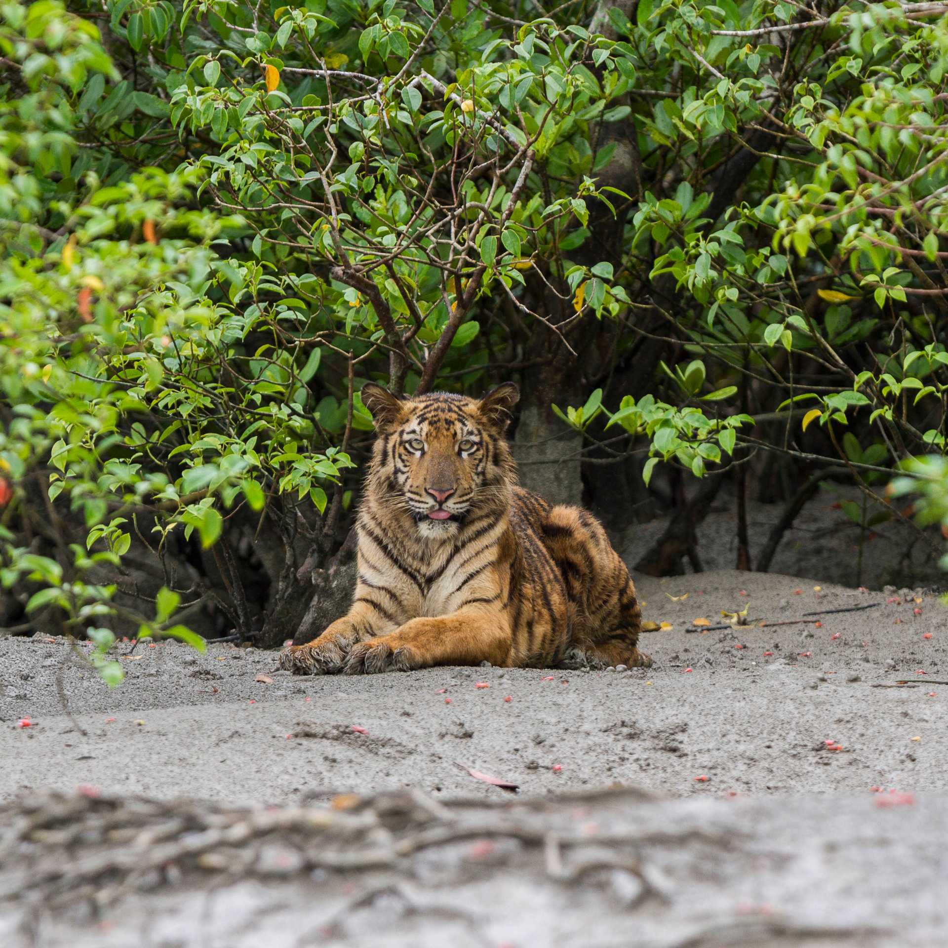 Bengal's City of Joy & River of Dreams with Margie Thomas