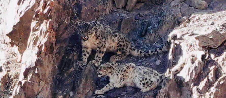 Julay Ladakh: tradition, culture & snow leopards with Margie Thomas ...