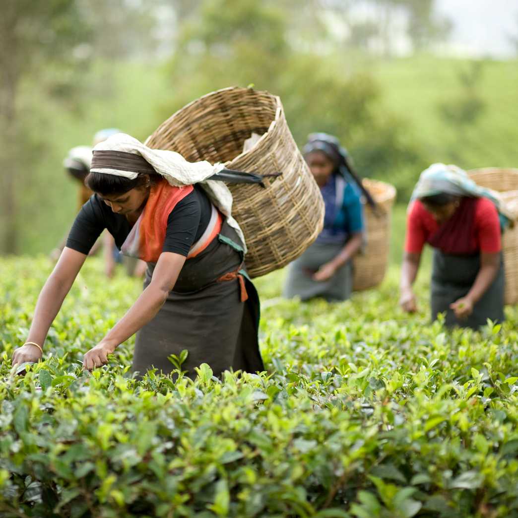 Sri Lanka Food & Photo Adventure with Alan Benson