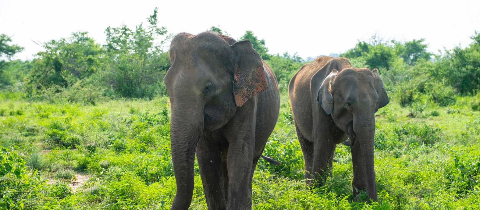 Sri Lanka Food & Photo Adventure with Alan Benson