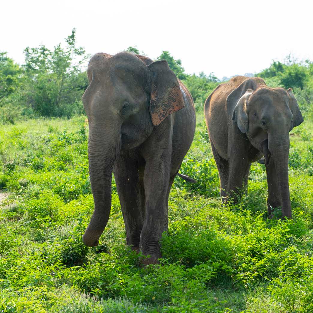 Sri Lanka Food & Photo Adventure with Alan Benson