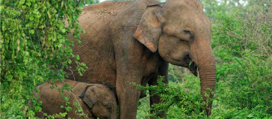 Chitwan Ethical Elephant Experience | Responible Travel | Nepal