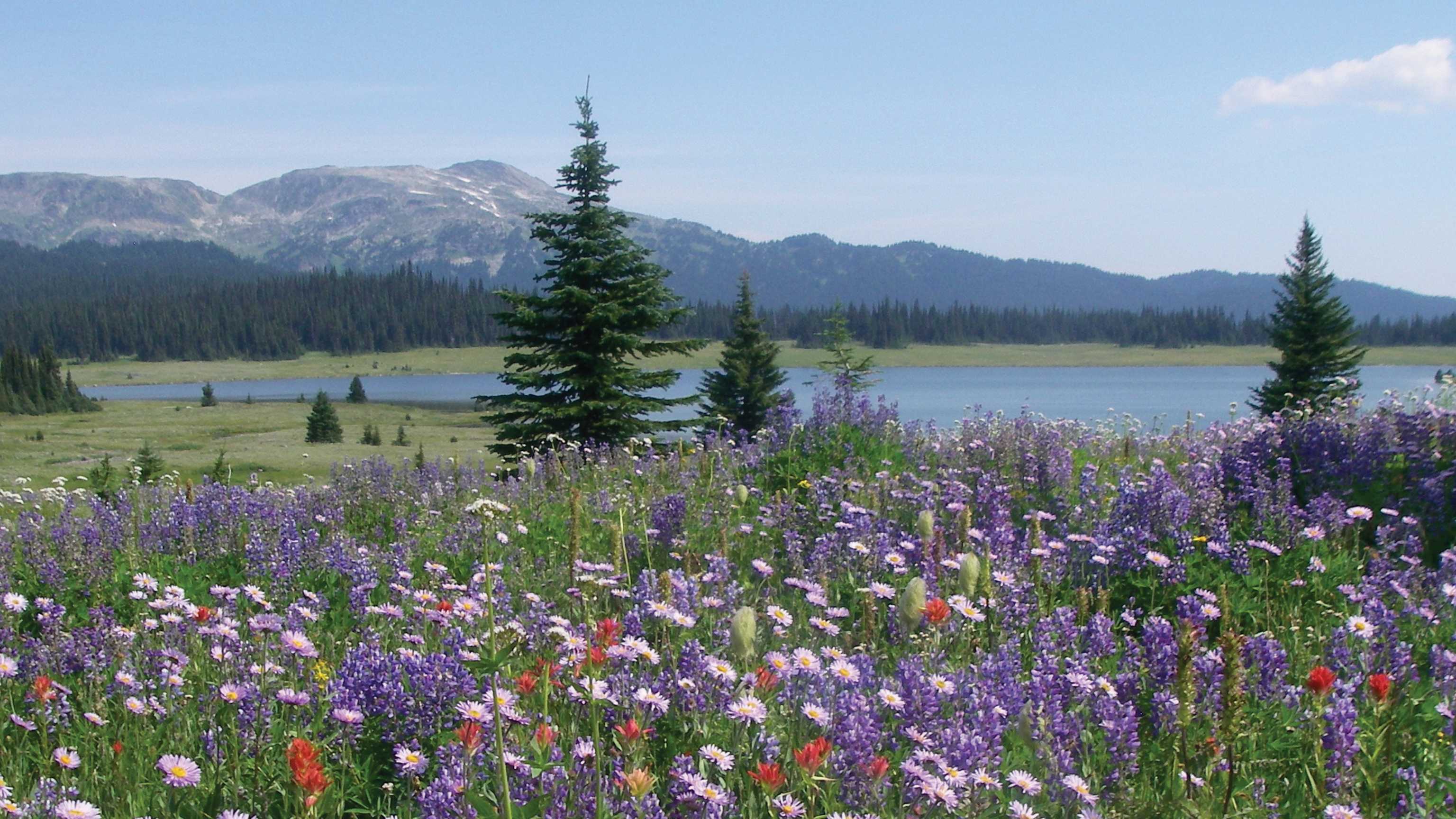 Hiking Wells Gray Provincial Park | British Columbia | Great Canadian ...