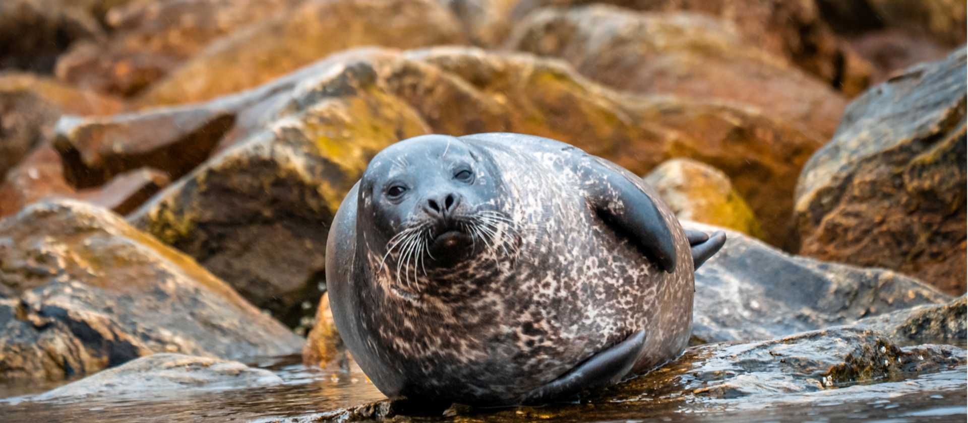 Arctic Adventure | Micro Cruising | On Water Expeditions