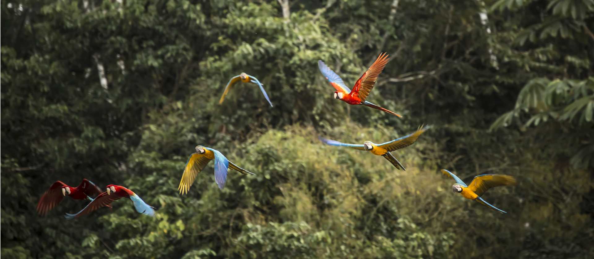 Amazon Rainforest Tour | Peru Amazon Jungle Adventure | World Expeditions