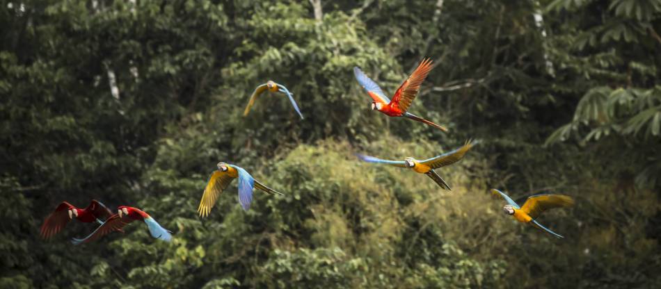 Amazon Rainforest Tour | Peru Amazon Jungle Adventure | World Expeditions