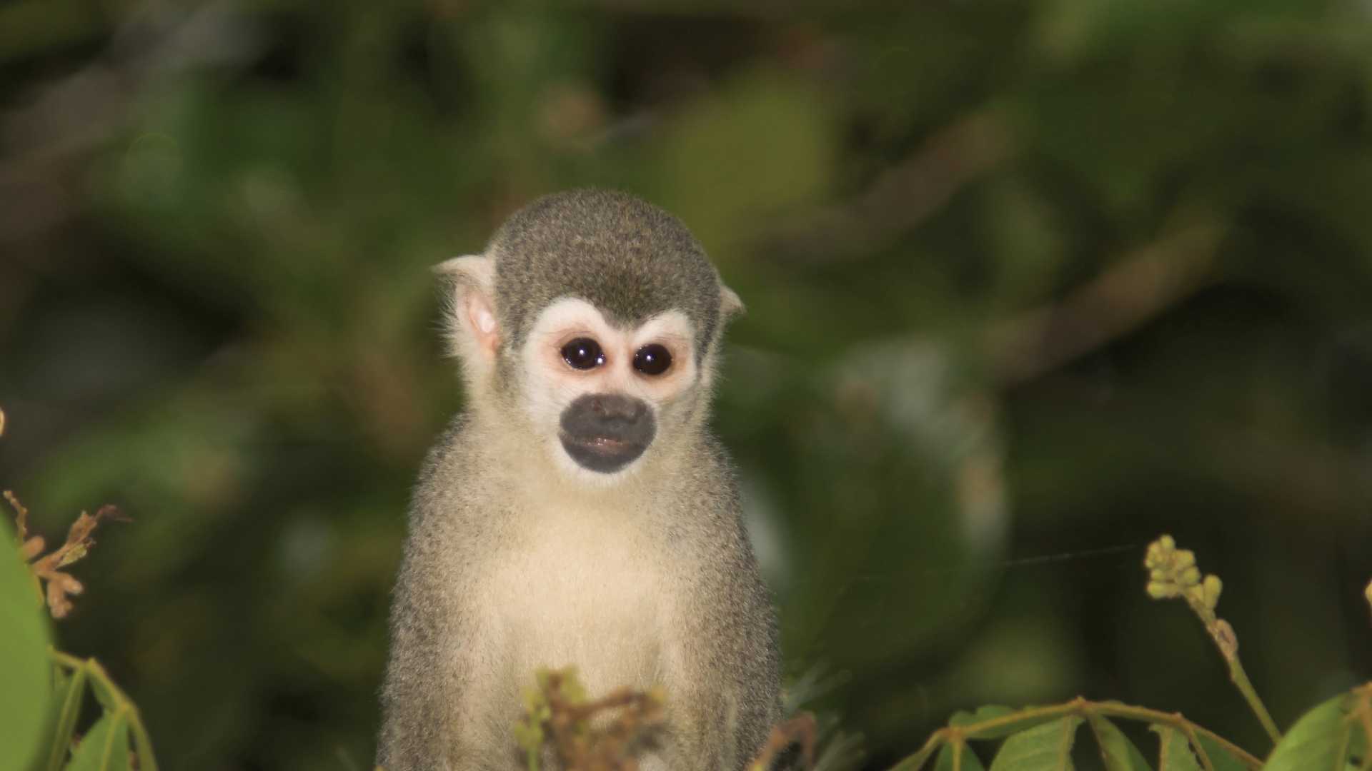 Amazon Rainforest Tour | Peru Amazon Jungle Adventure | World Expeditions