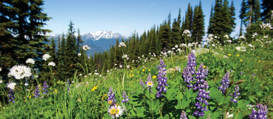 Springtime in Canada: the best activities to do & when to go | Wo