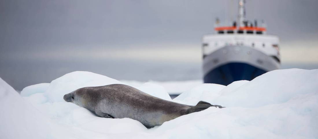 When is the best time to visit Antarctica? | World Expeditions